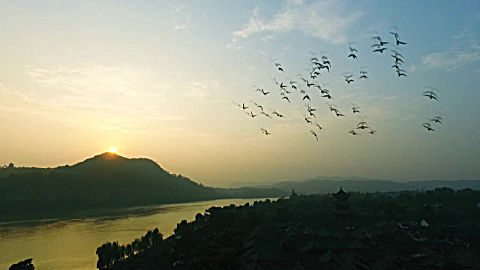 嘉 陵 江 上 空 的 鸽 哨.
