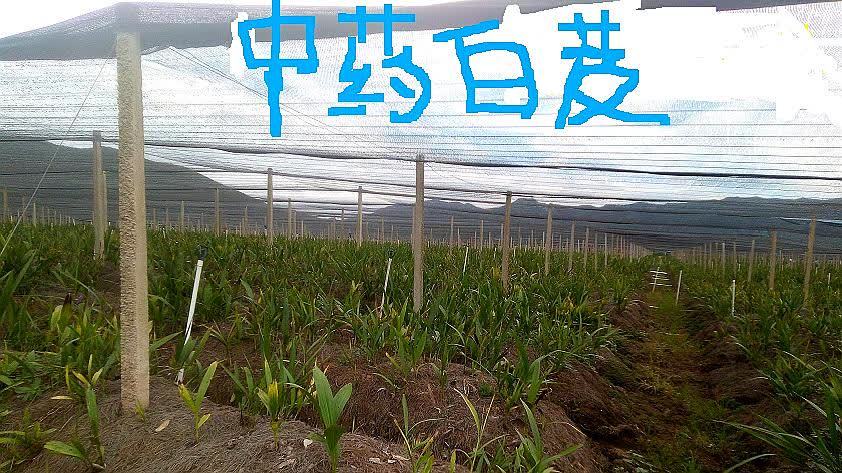 云南的中药材白芨