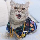 我的猫鼠人生 