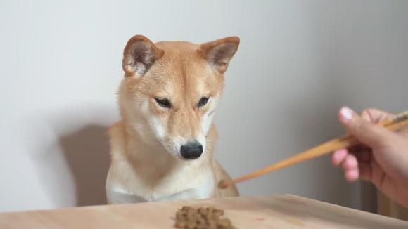 用筷子喂狗吃饭,还是头回见