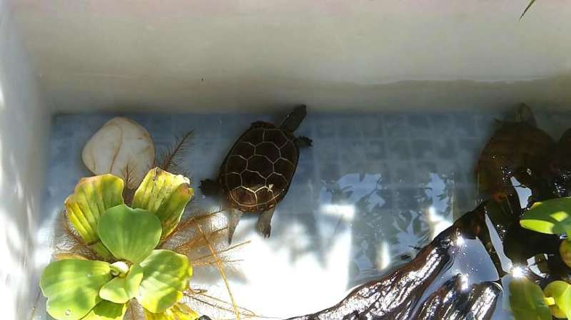 养龟新手如何给爱龟造景,养龟大师教你简单快捷的方法,美观实用