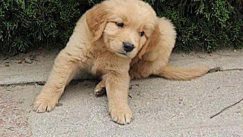 狗狗狂犬病发作了样子好可怕