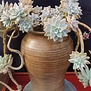 铁帽山养花小伙 