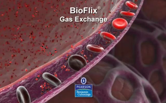Gas Exchange 气体交换呼吸系统 坎贝尔生物学 Campbell Biology