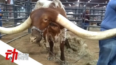 两角间距超3.3米!美国一牛或成世界上角最长的牛