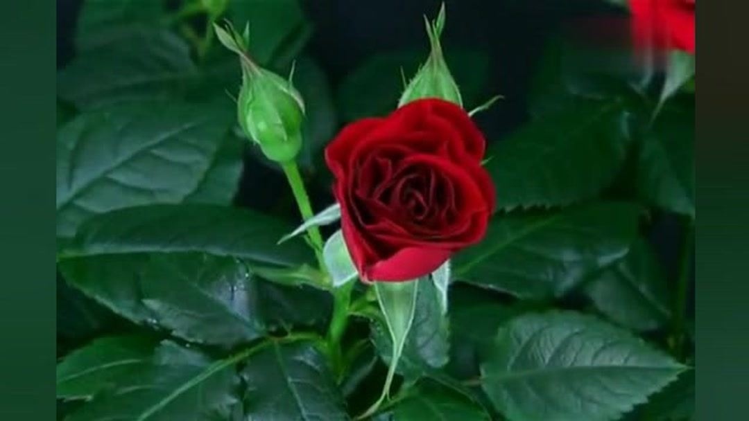 玫瑰花開全过程