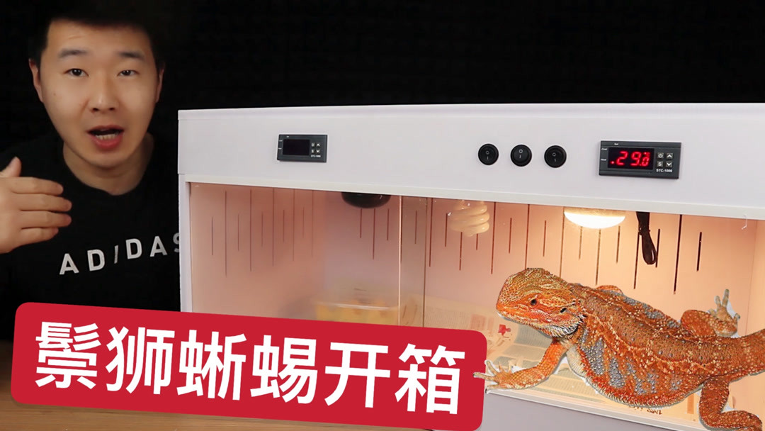 蜥蜴开箱:买了一只全身红颜色的鬃狮蜥蜴,大家看值不值