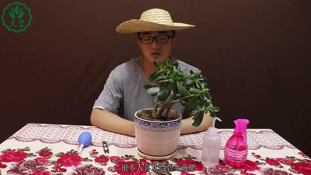 盆栽碧玉的养殖方法和养护技巧!