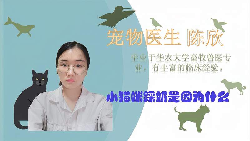 小猫咪踩奶是因为什么