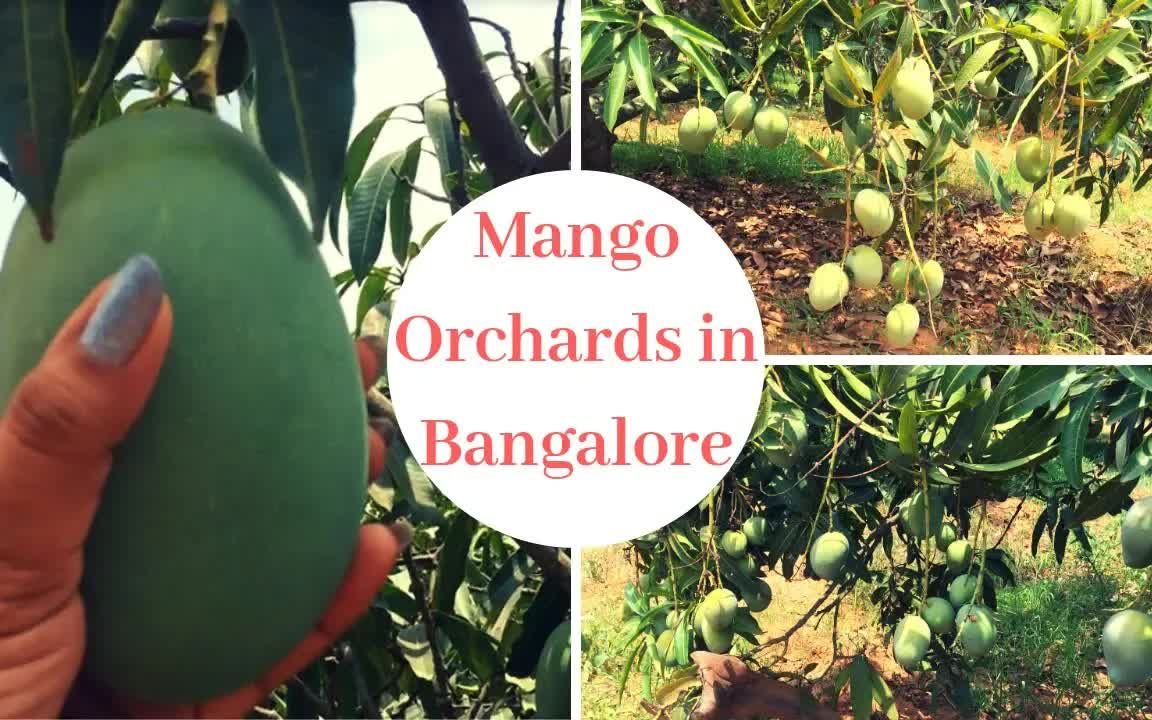 芒果的核心种植技术你知道多少?种植芒果需要什么条件?