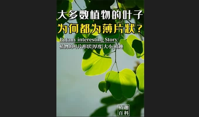 为什么绝大多数植物的叶片,都为薄片状