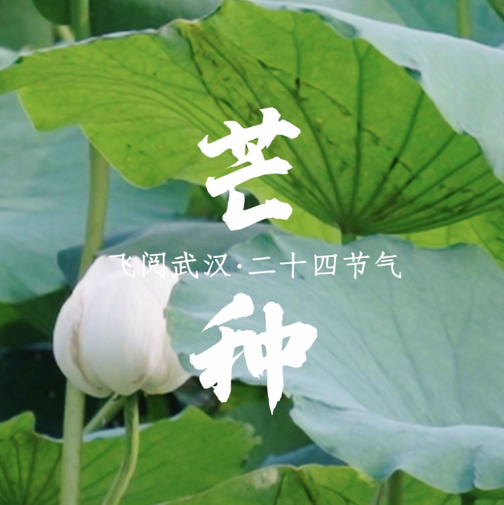 飞阅武汉 · 二十四节气 | 芒种:过雨荷花满院香
