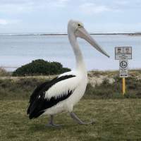 一只萌萌哒小咖 