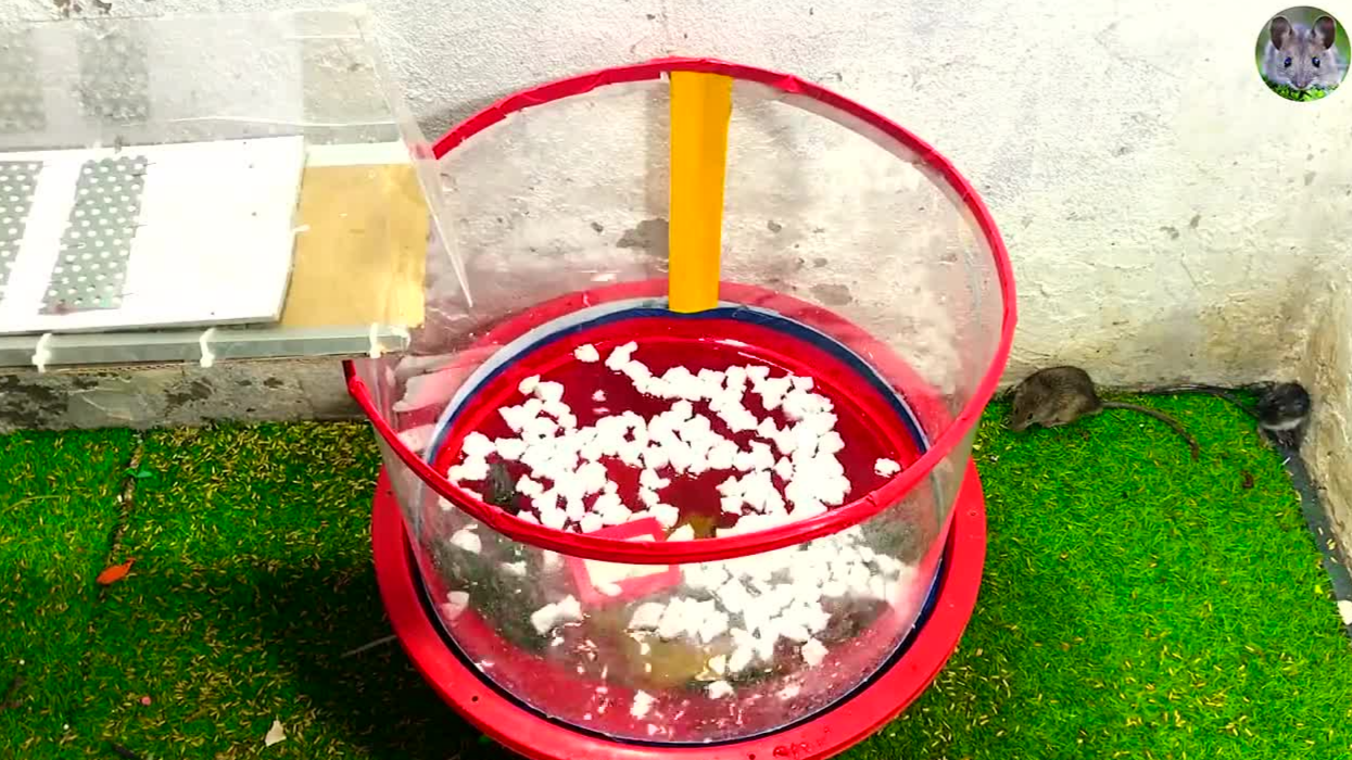 家中老鼠成灾,自制简单捕鼠器,让老鼠生不如死!