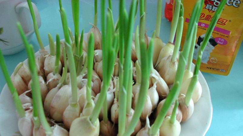 才知道,水培大蒜竟这么简单,学会天天吃新鲜蒜苗
