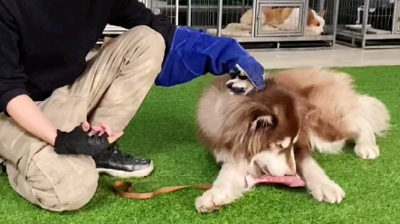 咬人护食的巨狗,训犬师纠正一个月后结果如何!