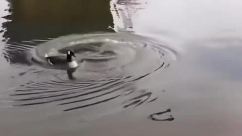 动物界的运动会马上就要开始了,要是没有点真本事,恐怕会变成烤鸭!