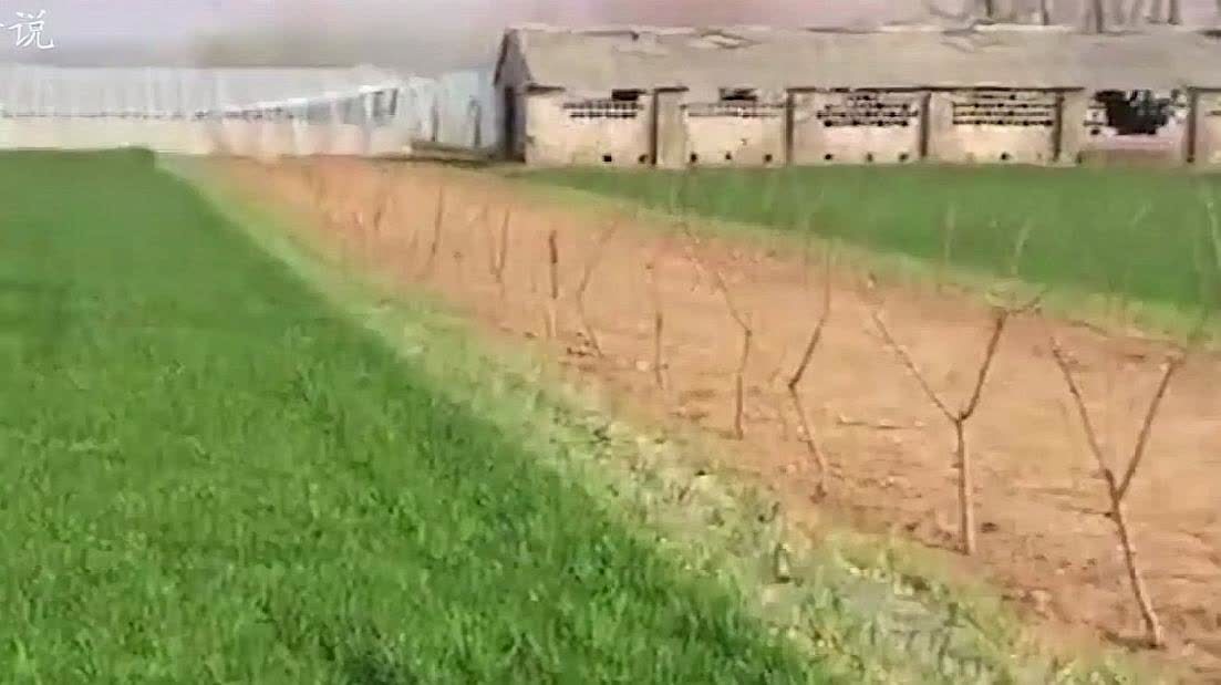 小麦生长过程中出现卷叶?可能是以下原因,告诉你该如何补救!