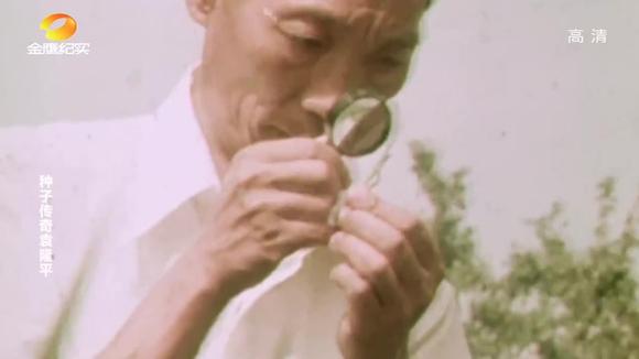 袁隆平的杂交水稻为何格外好?水稻的杂交育种,有着怎样的优势?
