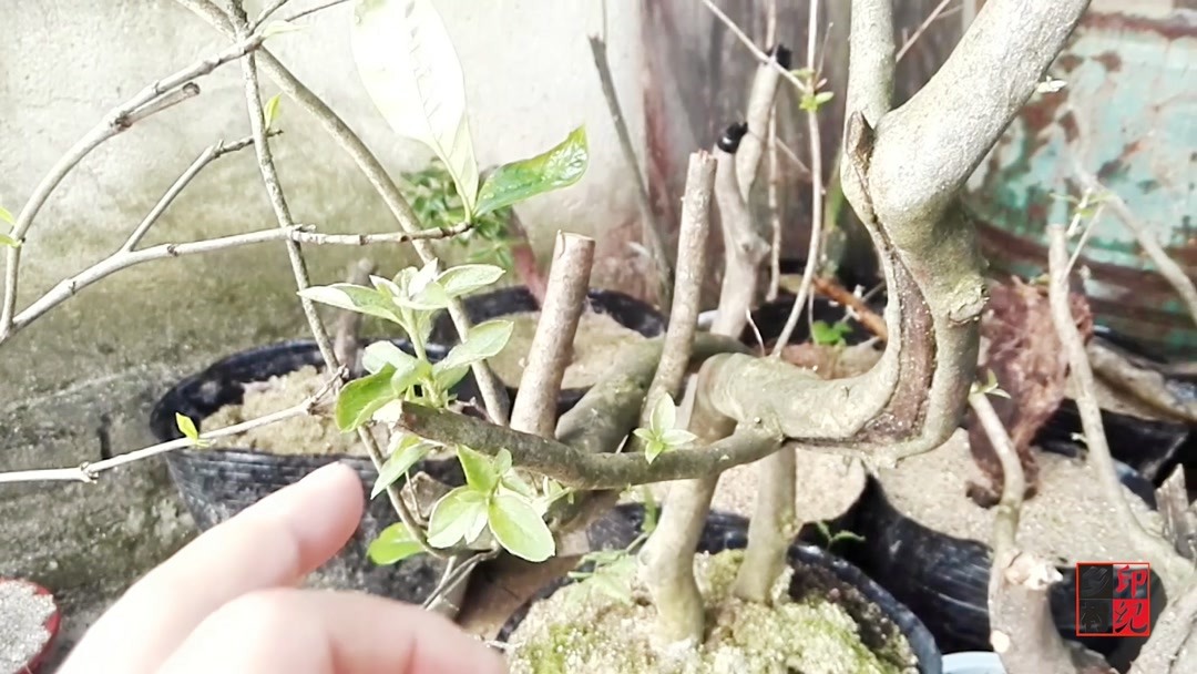 农村小伙给粉丝寄的映山红树桩,2个月了还没发芽,你说还能活吗