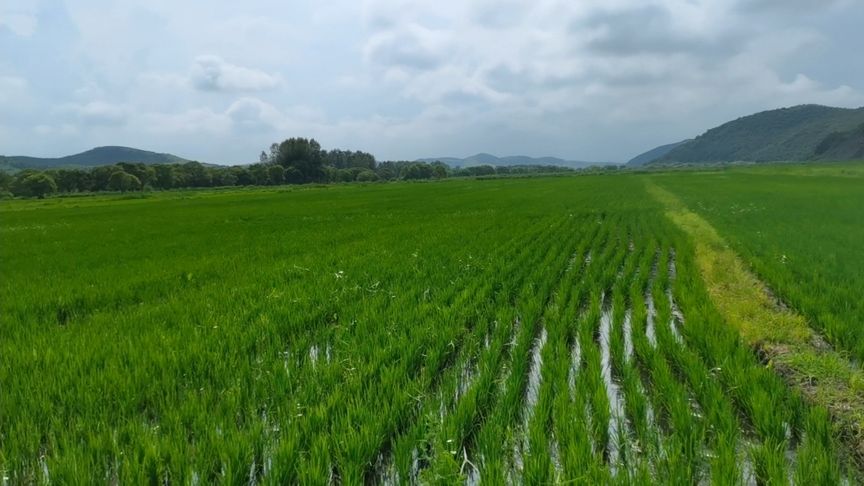 有机水稻种植基地