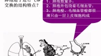 肺泡与血液之间的气体交换