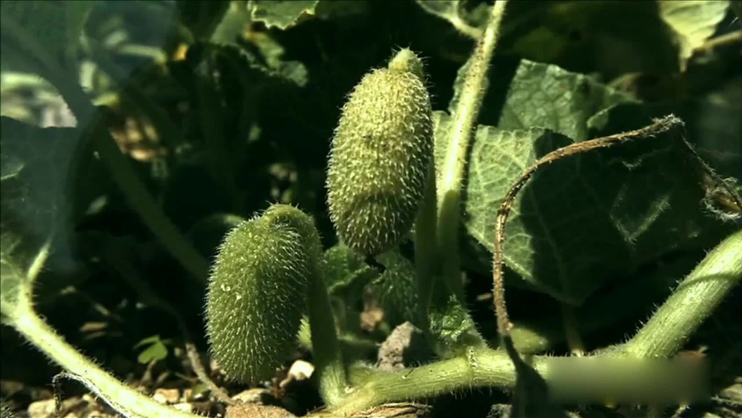 难得一见的多种奇特植物发射种子视频