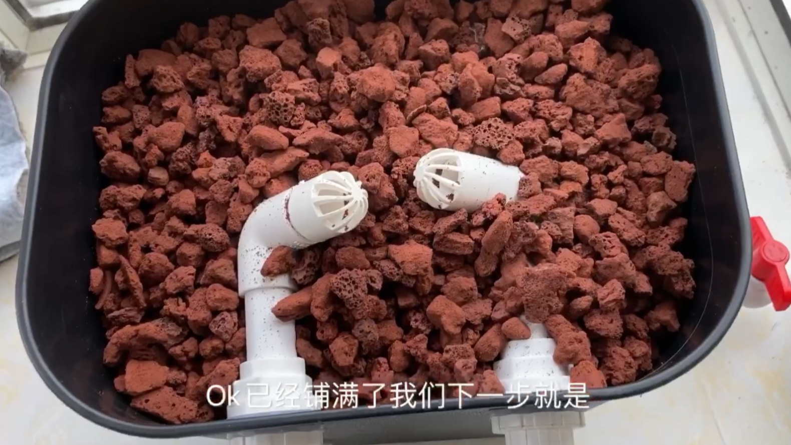 懒汉小伙想养乌龟不换水,于是自己制作沼泽过滤,没想到竟然.