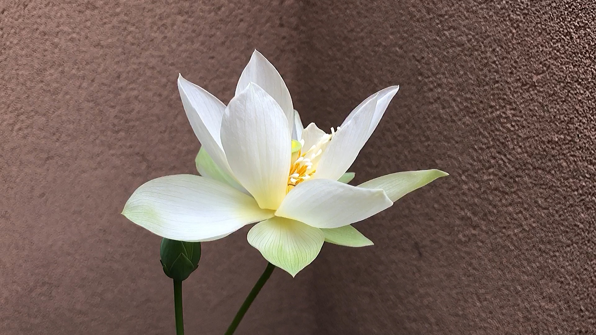 #定格这个夏天#大明湖畔的夏雨荷[干杯]