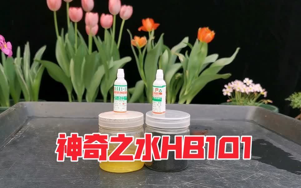 养花种草的神奇之水,HB101真的有效果吗?还是先做对比测试