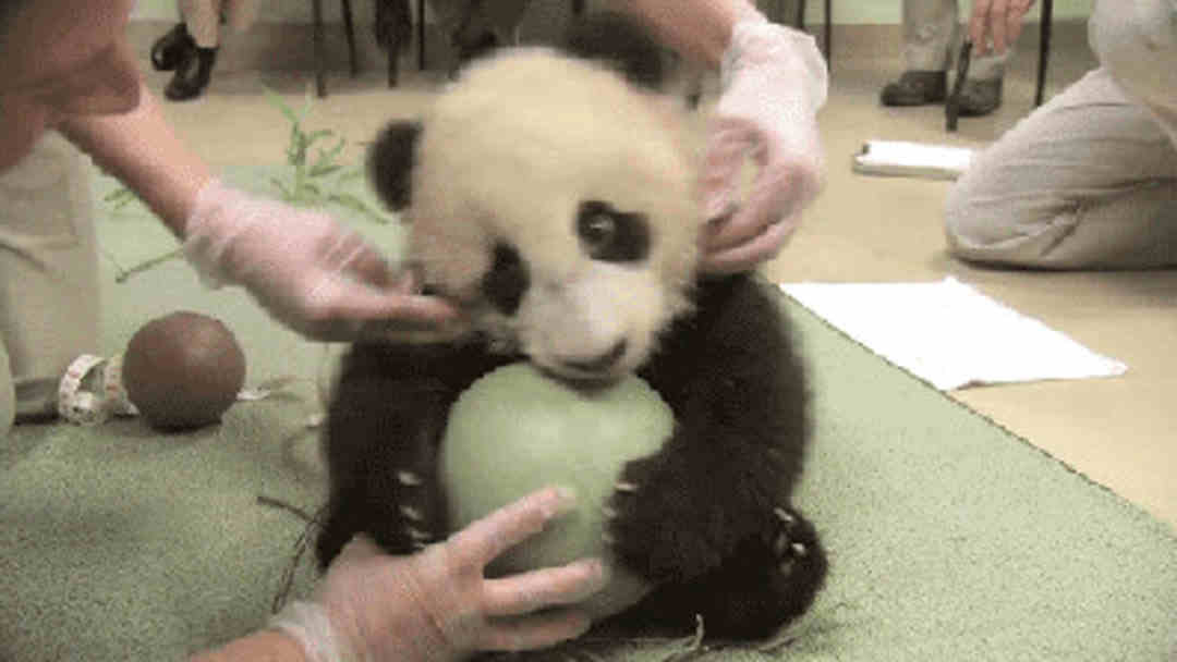 几只没有黑眼圈的大熊猫走红网络,颜值让人想起一个人:林永健