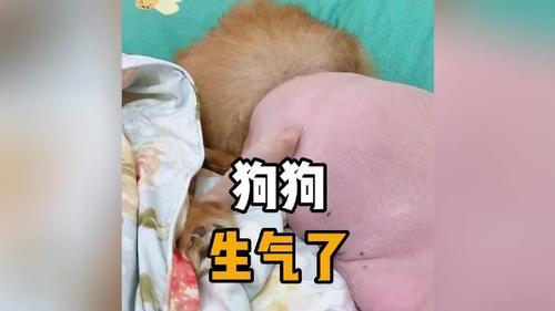 原先狗狗生气是这样的,像极了女友生气的样子#狗狗 #萌宠