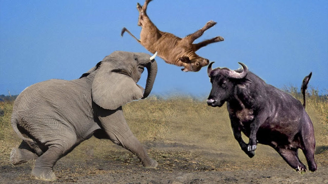 完整版“愤怒的大象”,大象发起火来,战力值爆表!太厉害了