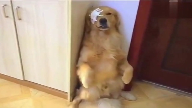 马犬跟金毛出去打架,回来的样子太搞笑了