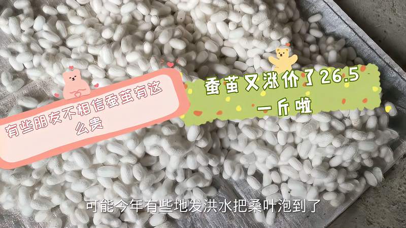 昨天蚕茧又涨价,有朋友不相信我们的蚕茧这么贵,看看有什么区别