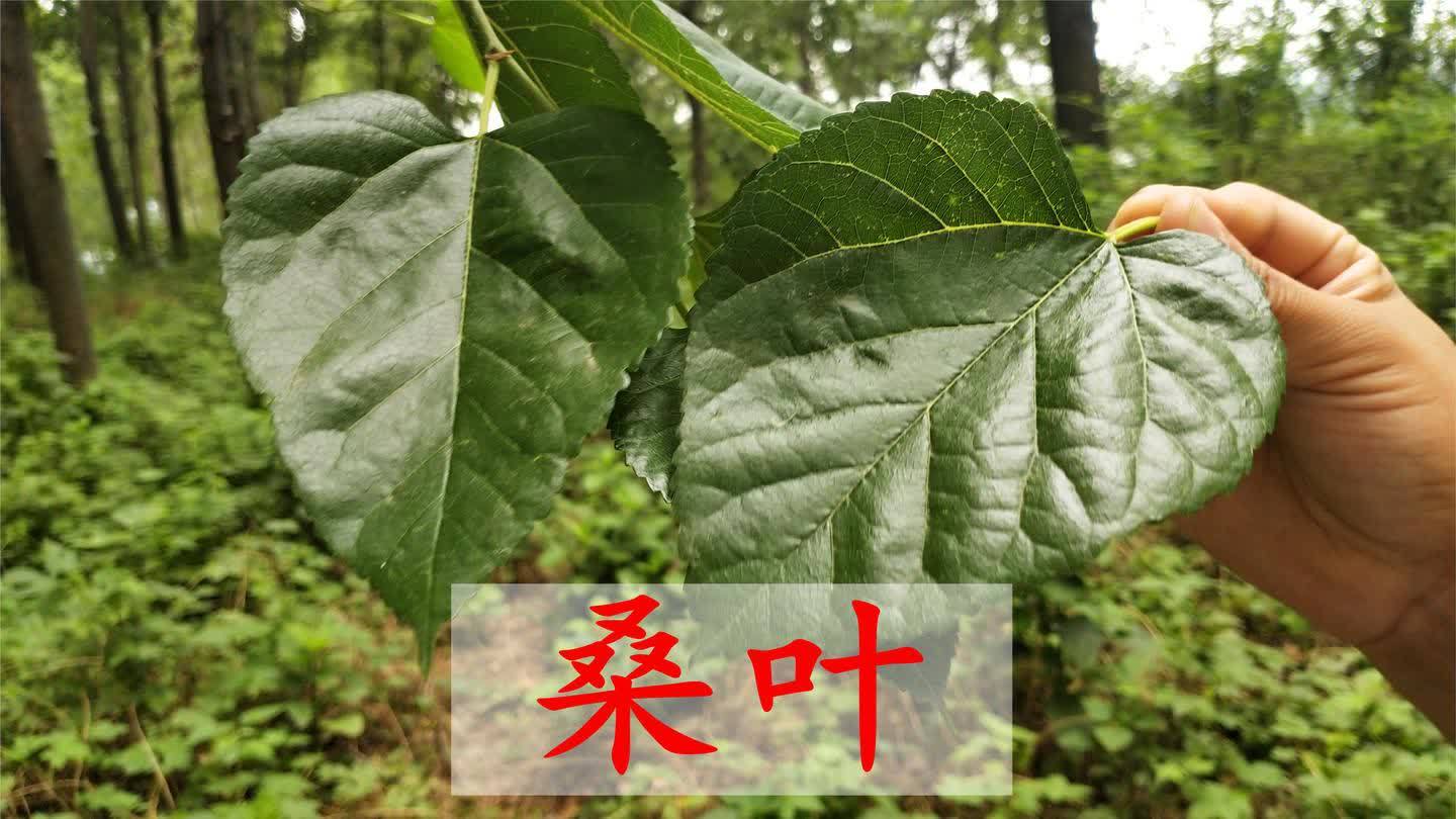 桑叶被称为"神仙叶",到底有啥用途与价值?好多人还不知道