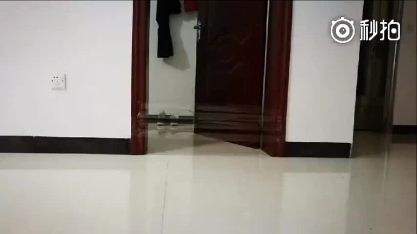 0001.新浪微博-狗狗:你对力量一无所知![doge] _谜之微笑_ _微博搞笑...