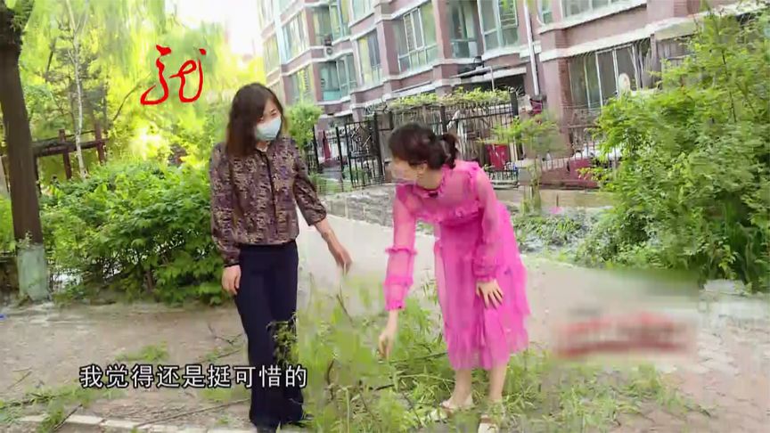 平凡岗位的平凡人——园林工作者