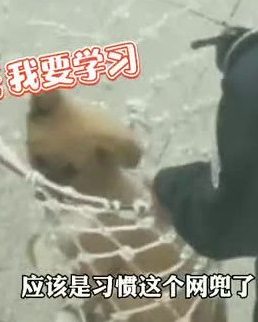 ...观察消息:9月2日,内蒙古呼和浩特。内蒙古财经大学里的一只校园...