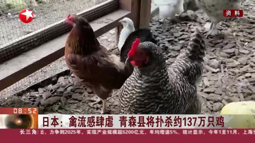 日本:禽流感肆虐 青森县将扑杀约137万只鸡