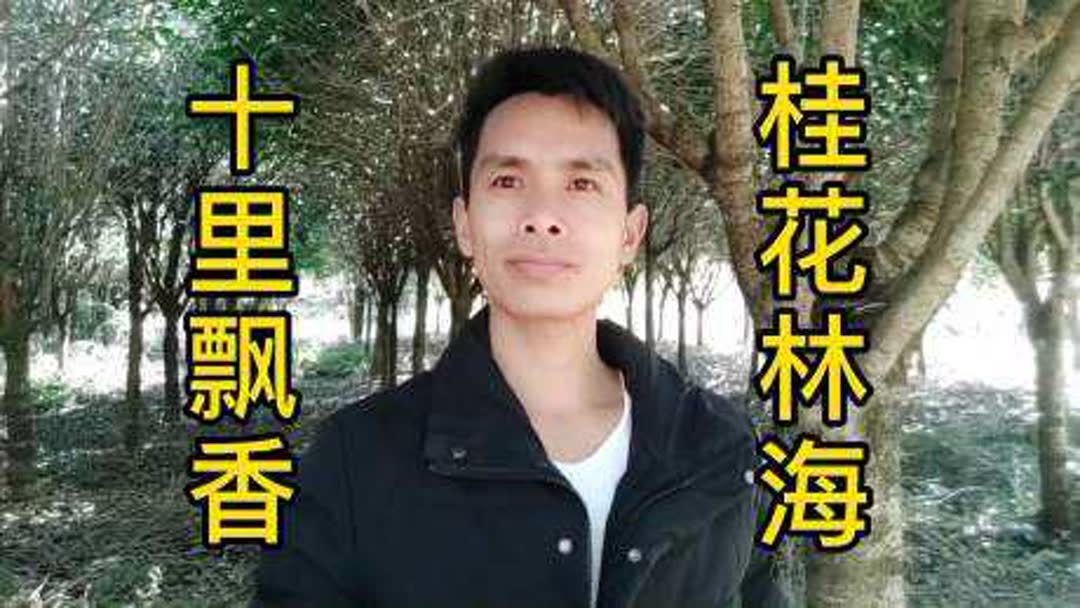 跟风种植桂花树,产值好几万,现在卖不掉