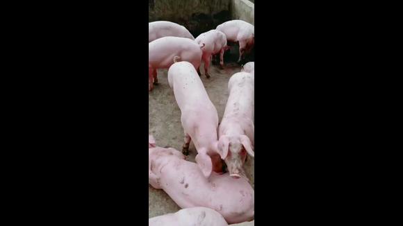 苍术在养猪过程中的作用