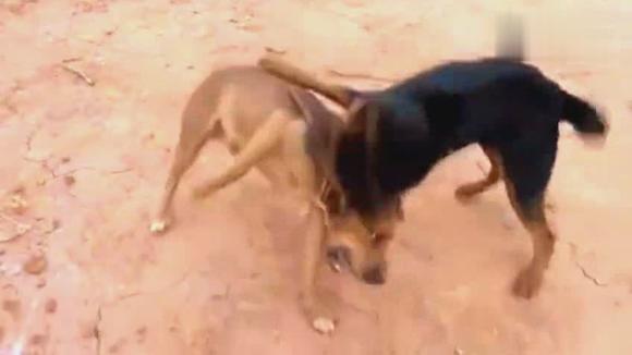 比特犬VS杂交狼狗,狼狗竟然占上风!比特什么时候这么弱了