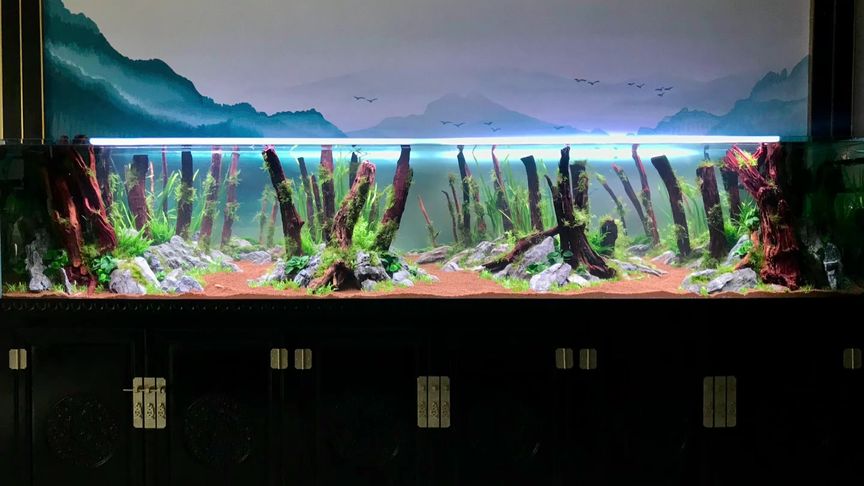 3.1米水葆缸森林景#草缸造景 #玻璃缸中的大自然