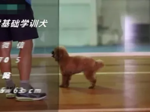 怎么样训练狗狗大小便 训练狗狗视频 狗狗从多大开始训练