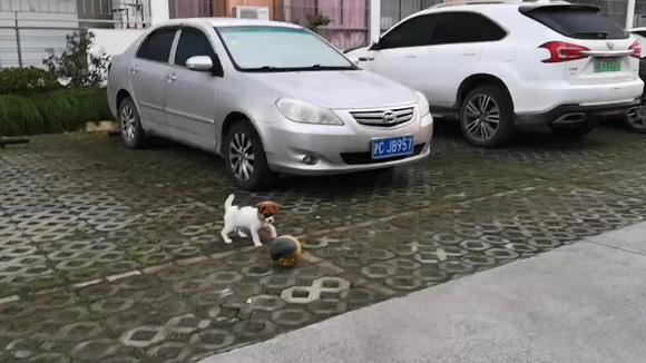 小狗狗费劲周折,还是推不动皮球ߤ