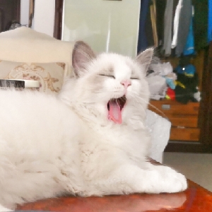 肥皂的价钱 