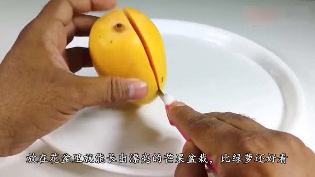 吃剩的芒果核不要丢,教你养成芒果盆栽,来年就可结果!