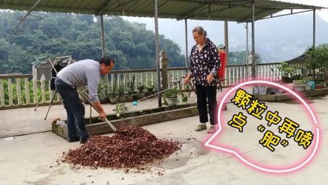 养花质料松树皮,这样做发酵快而且肥力足!