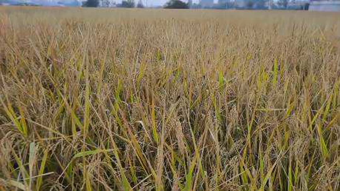 这种旱稻种植方法,每亩只产几百斤大米,却能挣到很多钱